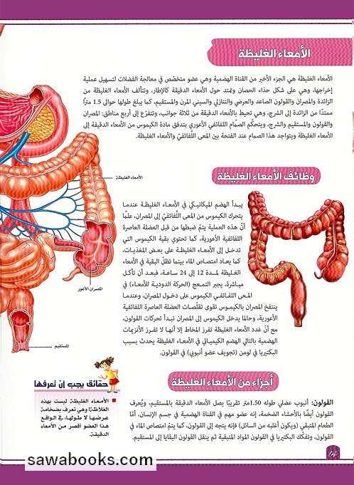 digestive urinary and excretory systems | الجهاز الهضميّ والجهاز البولي ...
